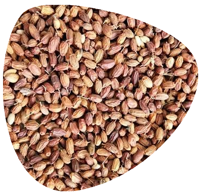 Neem Kernel – Nature's Pick Organic